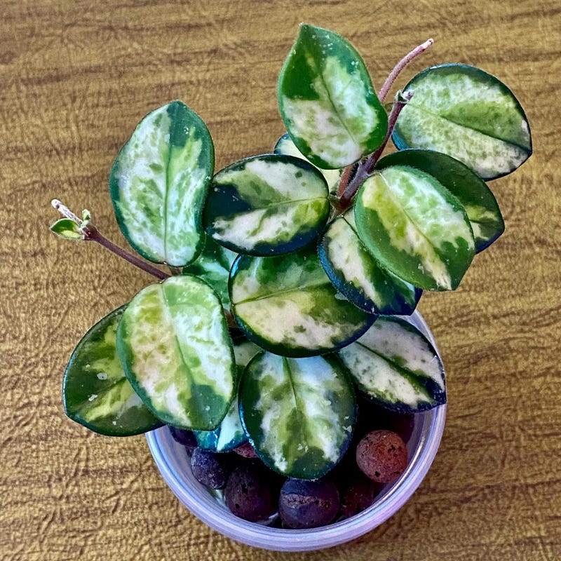 Hoya Mathilde - Etsy