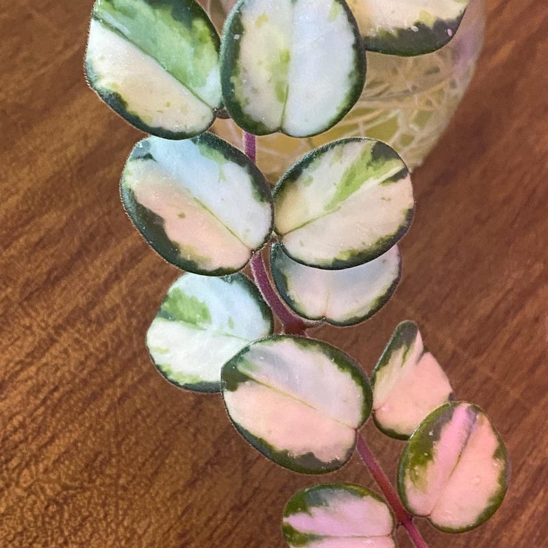 Hoya Mathilde - Etsy