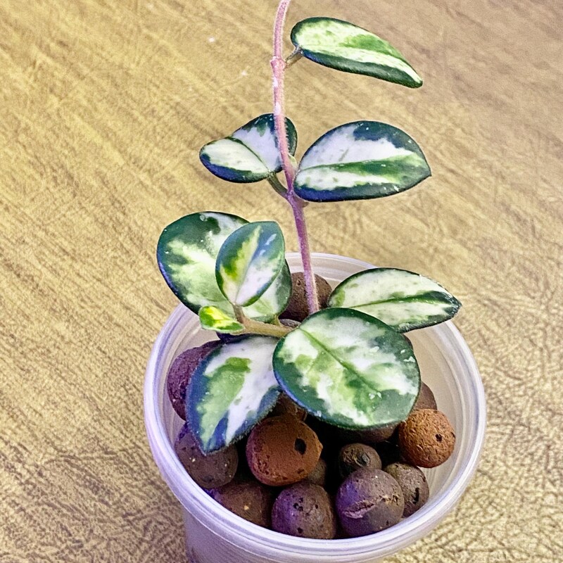 Hoya Mathilde - Etsy