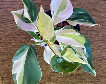 Philodendron Gabby Highly Variegated - Etsy