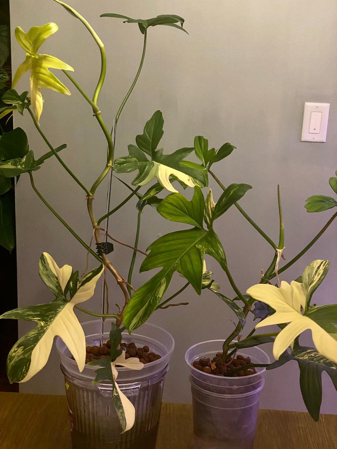 Philodendron Pedatum Variegated UNROOTED CUTTING - Etsy