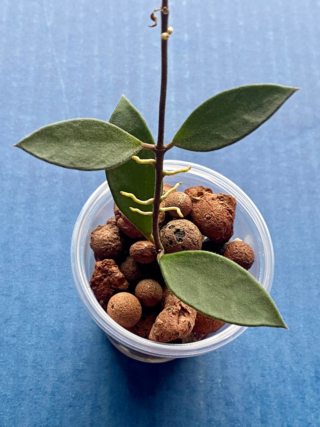 Hoya Cv Suwanna Gems - Etsy