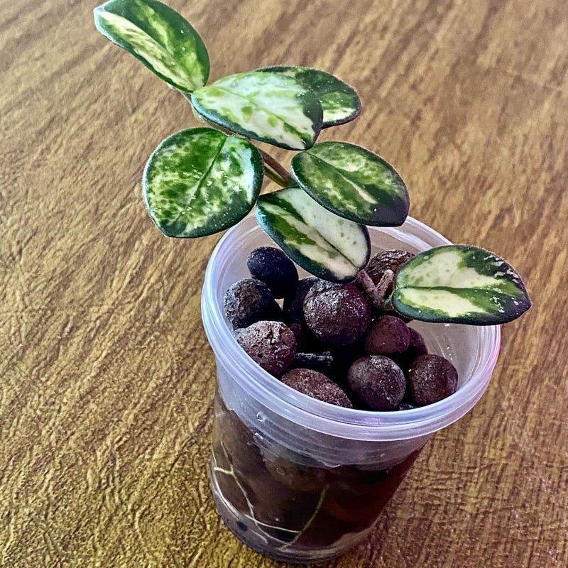 Hoya Mathilde - Etsy