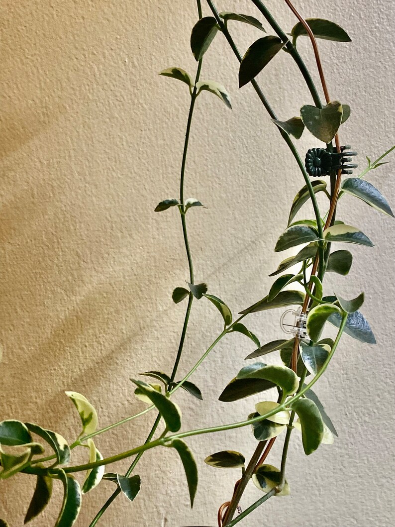 Hoya Cummingiana Variegated Fresh Cuttings - Etsy