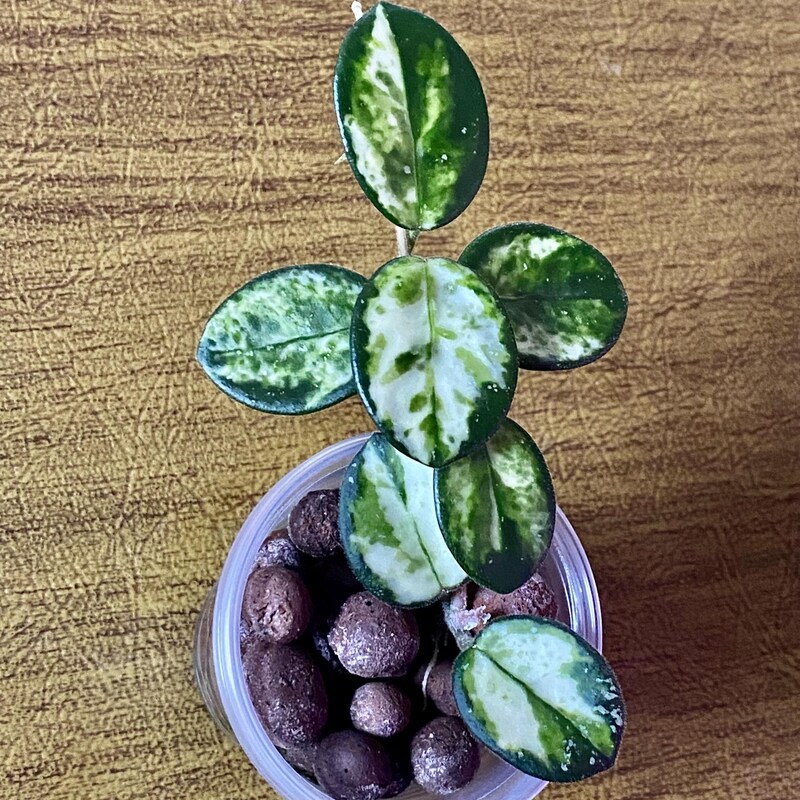 Hoya Mathilde - Etsy