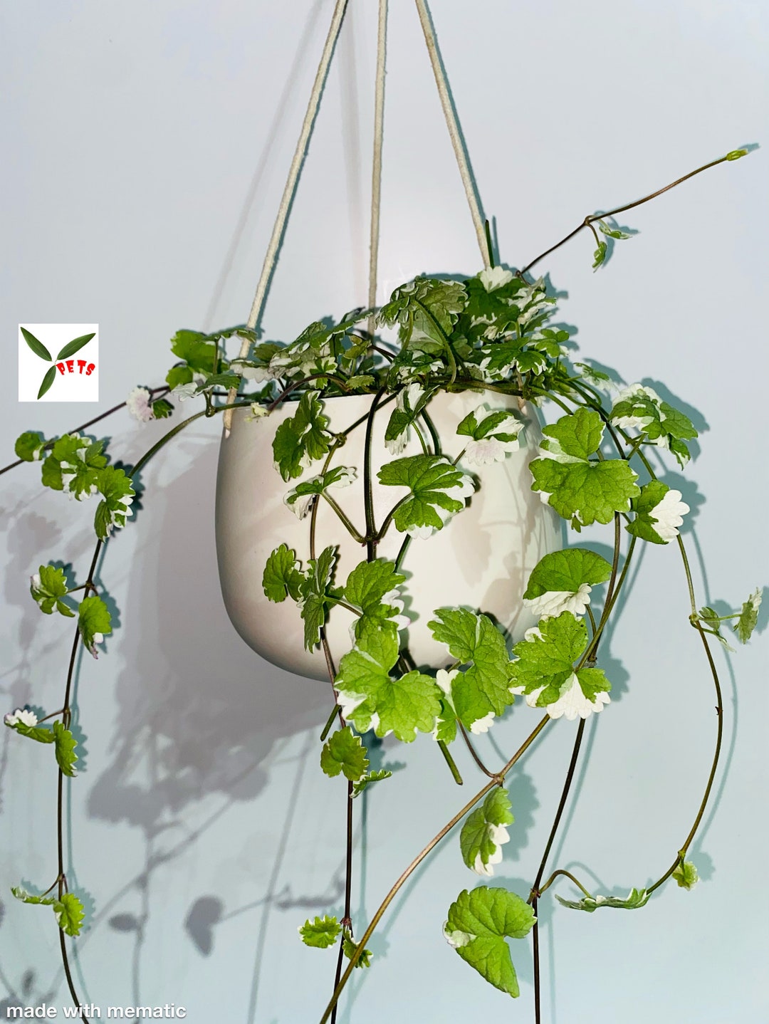 Variegated Nepeta Trailing Plant Outdoor Plant Hanging Basket - Etsy
