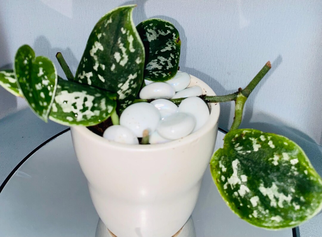 Silver Satin Pothos Scindapsus Pictus Argyraeus 4-5 Leaves Rooted ...