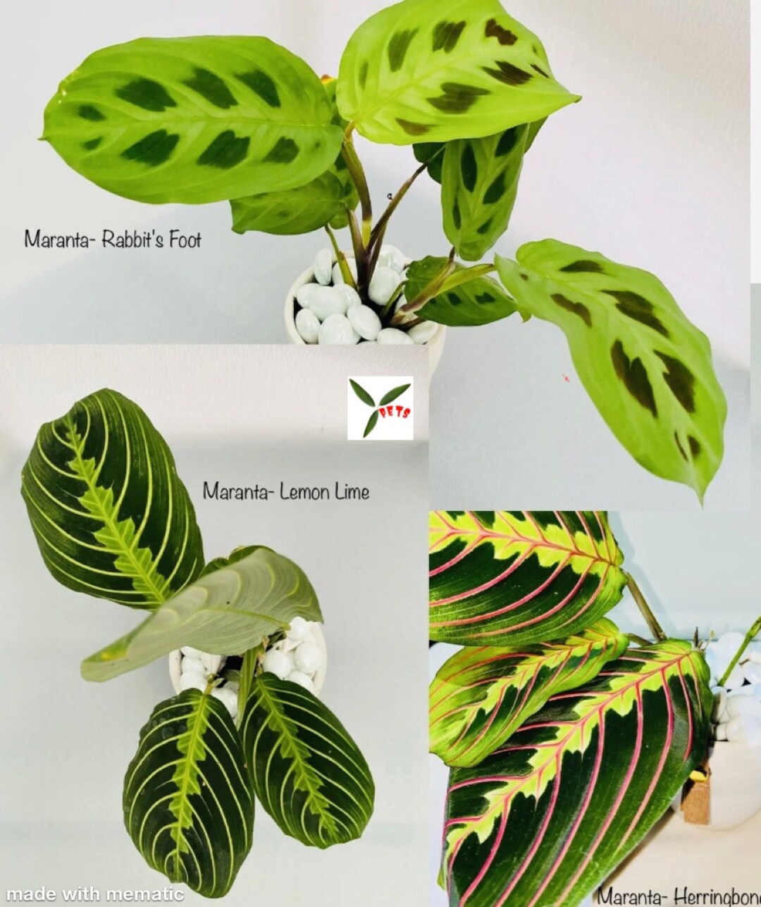 X3 Prayer Plants Maranta Species Indoor Plant Houseplant - Etsy UK