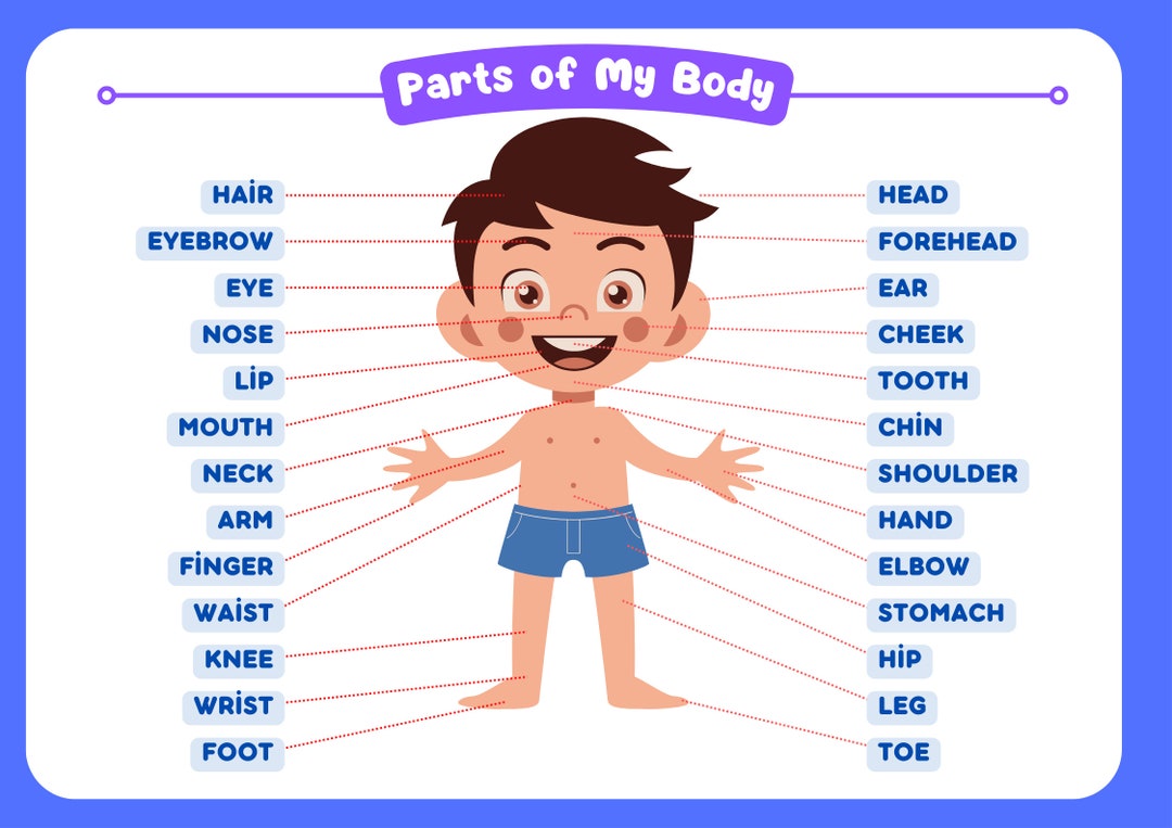 Easy and Understandable Body Parts - Etsy UK