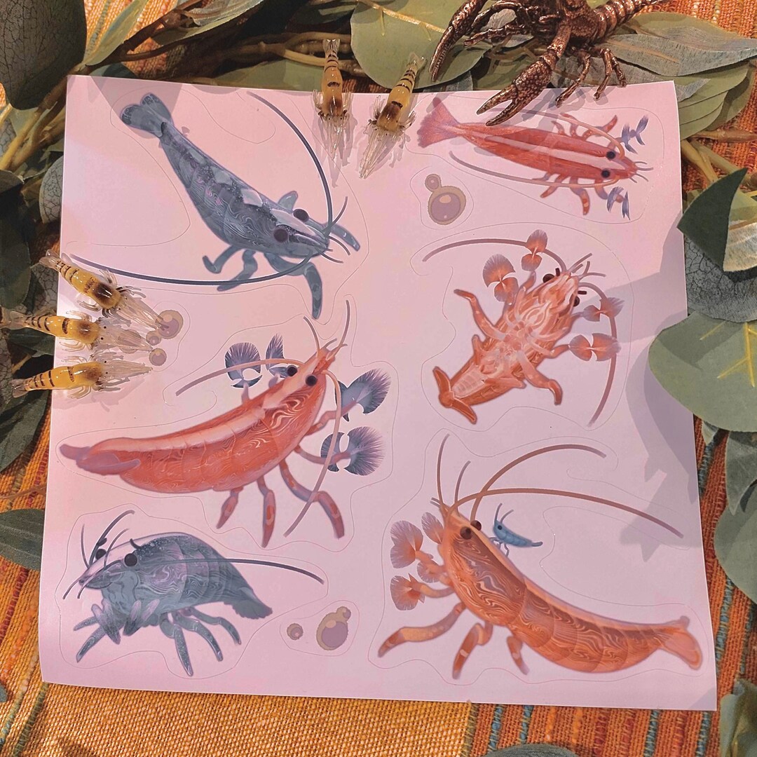 Bamboo Fan Shrimp Sticker Sheet - Etsy