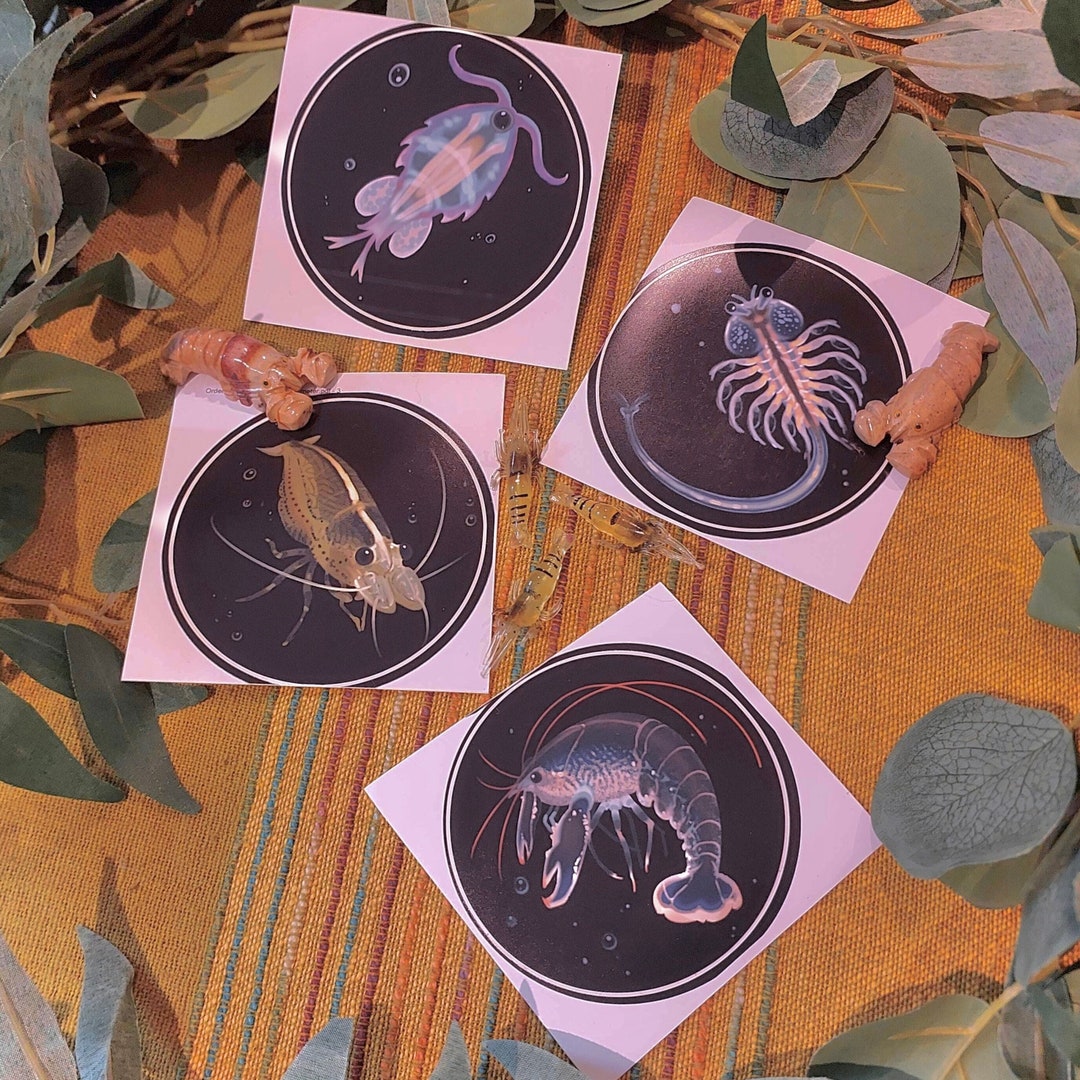 Crustacean Circle Stickers - Shrimp, Lobster, Fairy Shrimp, and ...
