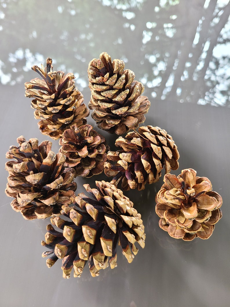 Scots Pine Cones | Small Natural Woodland Decor | Rustic Wedding ...