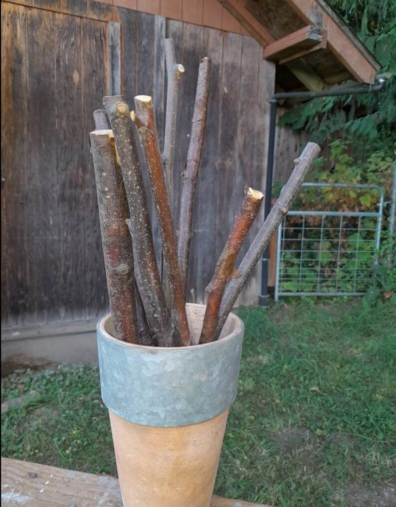 Alder Branches From Red Alder, Alnus Rubra, X7 14-18 Inches Long 1/2-1 ...