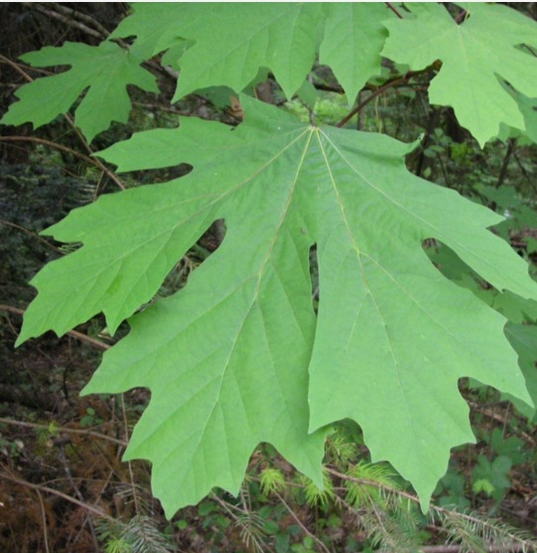 Big Leaf Maple, Oregon Maple, Sapling Organically Grown - Etsy