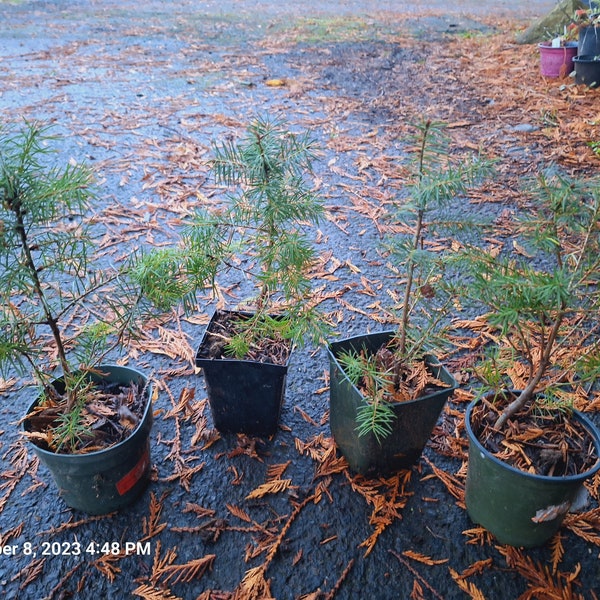 Douglas Fir - Etsy