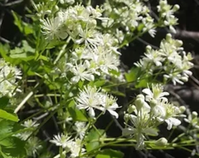 Clematis Henryi Seed 15 - Etsy