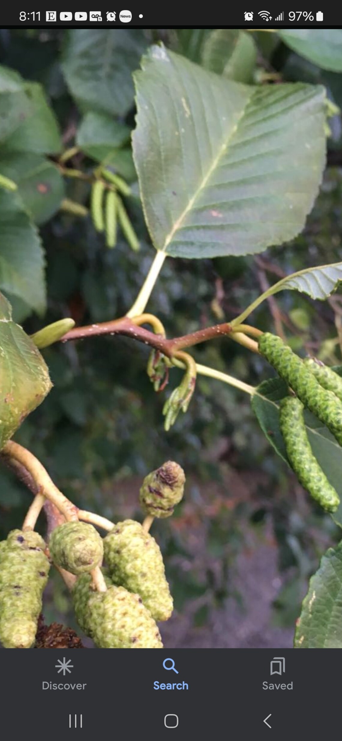 Red Alder Alnus Rurba Oregon Alder 1 Year Sapling - Etsy