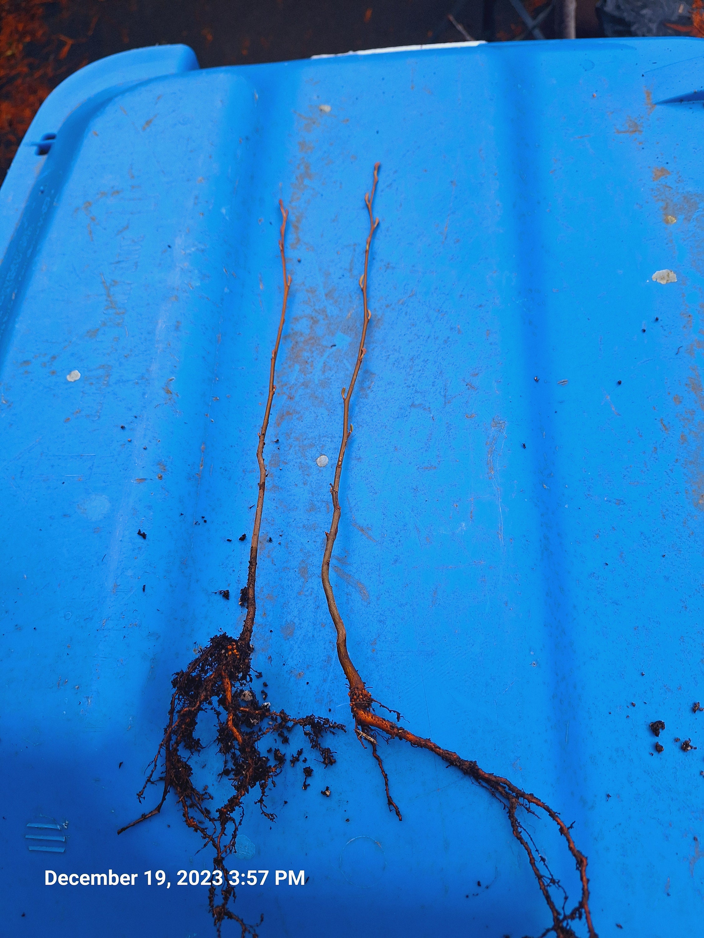 Red Alder Alnus Rurba Oregon Alder 1 Year Sapling - Etsy