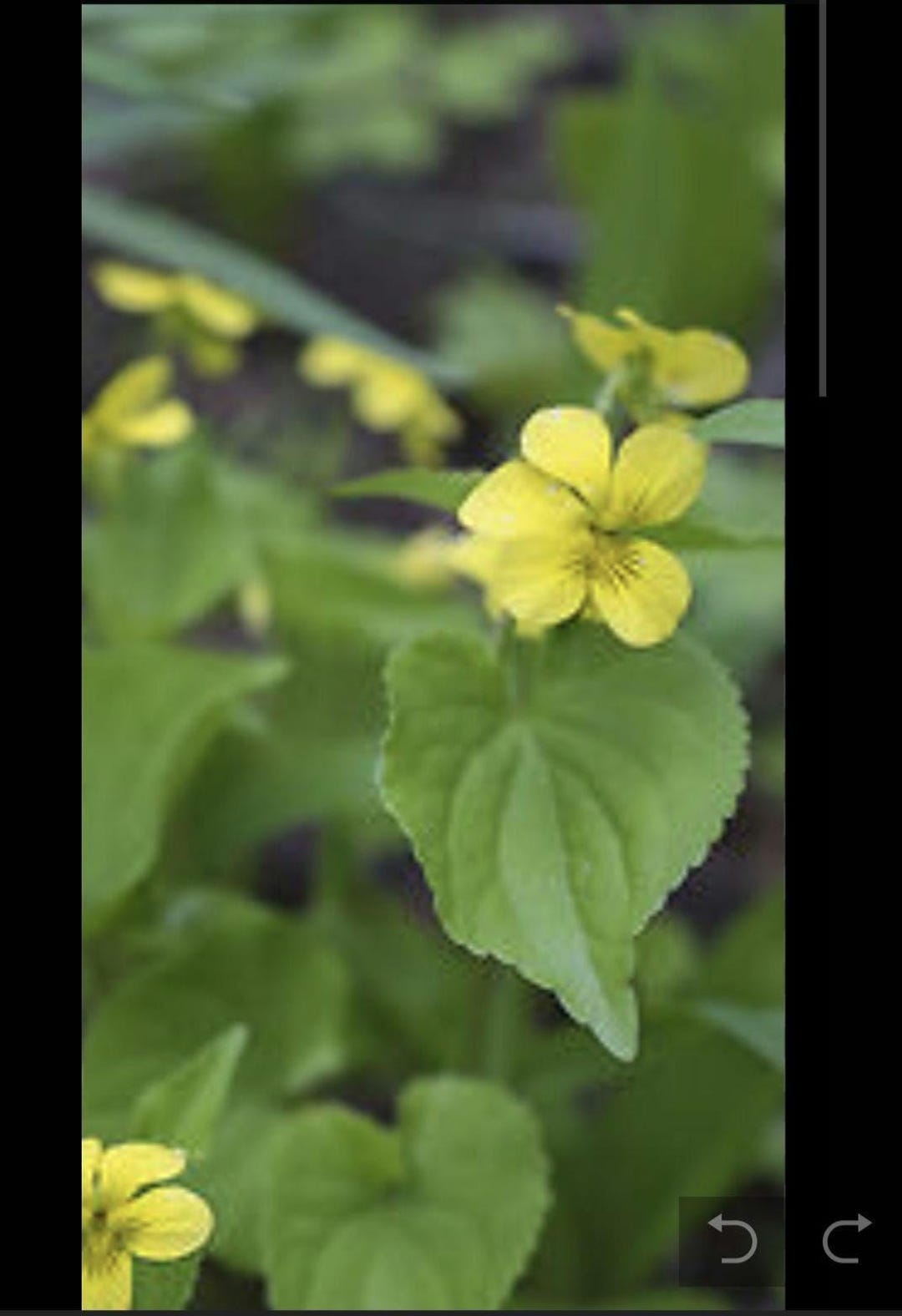 Pioneer Violet Stream Violet Viola Glabella 1 Rhizome - Etsy