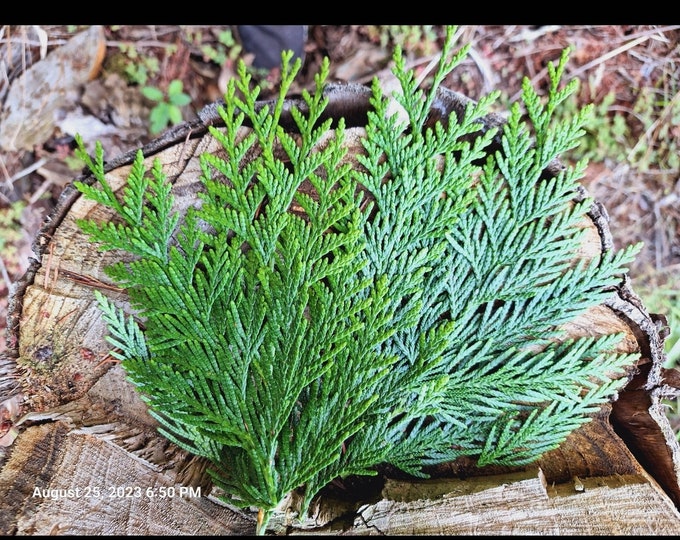 Western Red Cedar Tips 25 Pounds Freshly Harvested per Order - Etsy
