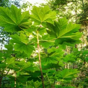 Devils Club Bark, Oplopanax Horridus Bark, Harvested From Organic ...