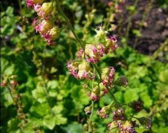 Fringe Cup, Tellima Grandiflora Live Plant Organically Grown Ethically ...