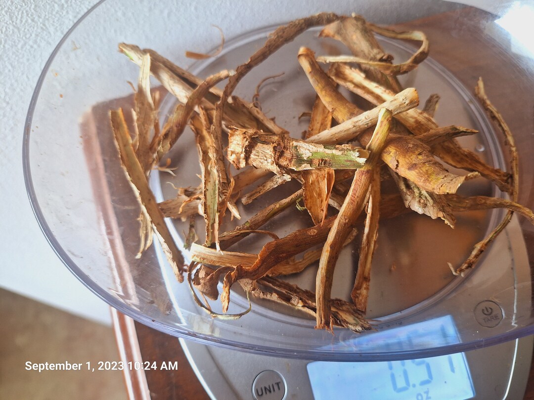 Devils Club Bark Oplopanax Horridus Bark Harvested From - Etsy