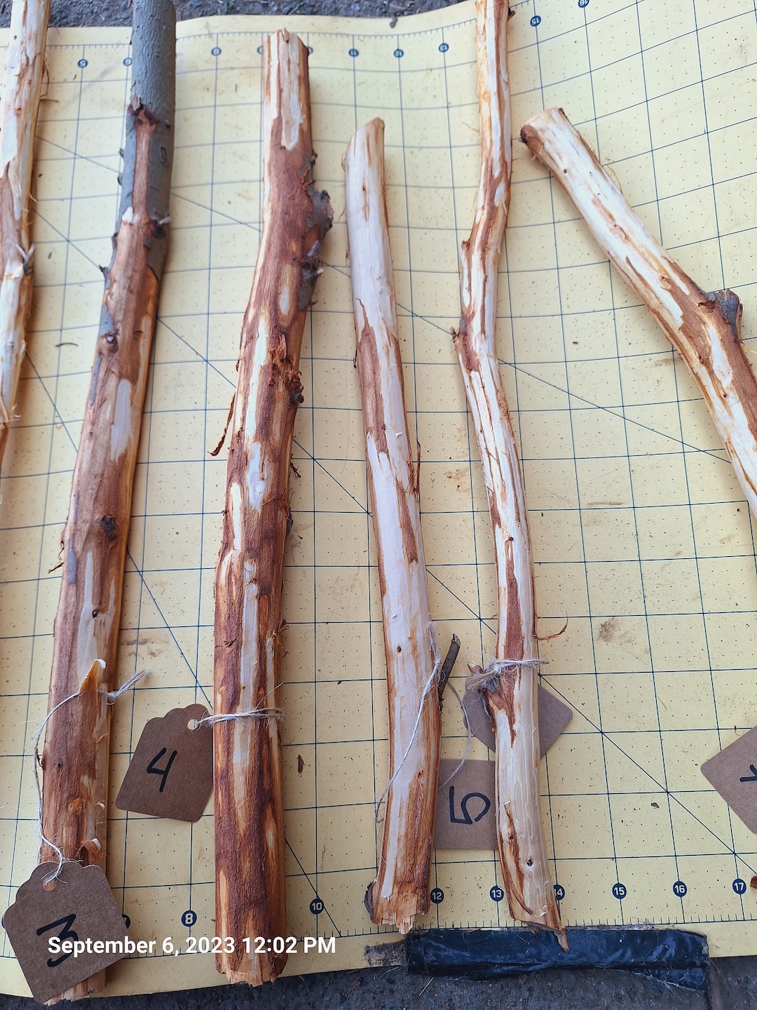 Hemlock Branch Organic Western Hemlock Branch for Carving and Crafts ...