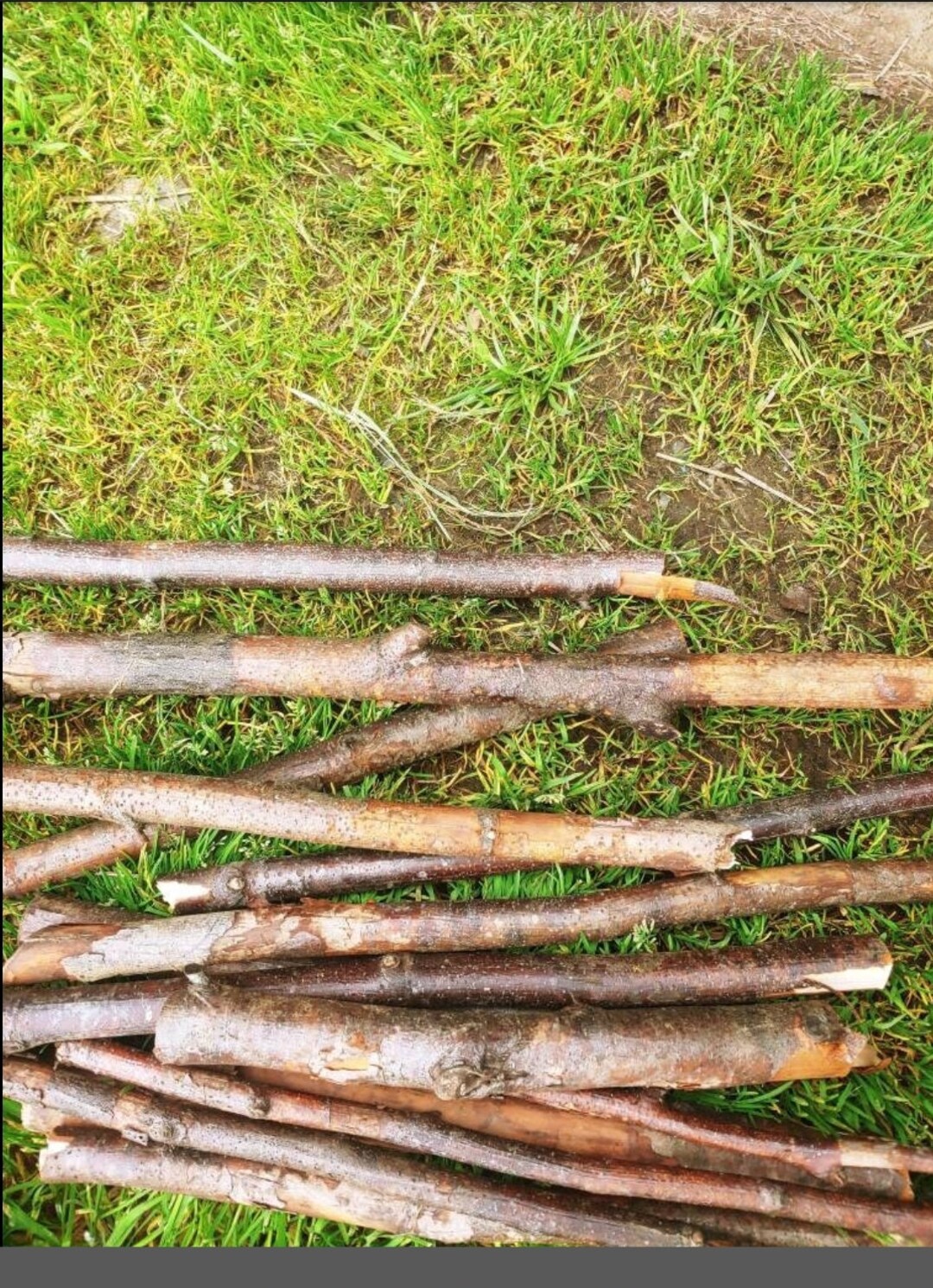 Alder Branches, Red Alder Weathered X7 14-18 Inches Long 1/2-1 Inch ...