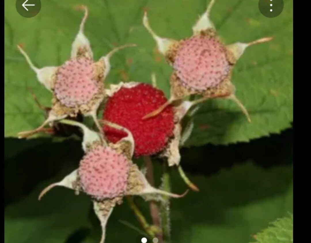 Thimbleberry Live Plant, Rubus Parviflorus Harvested per Order From ...