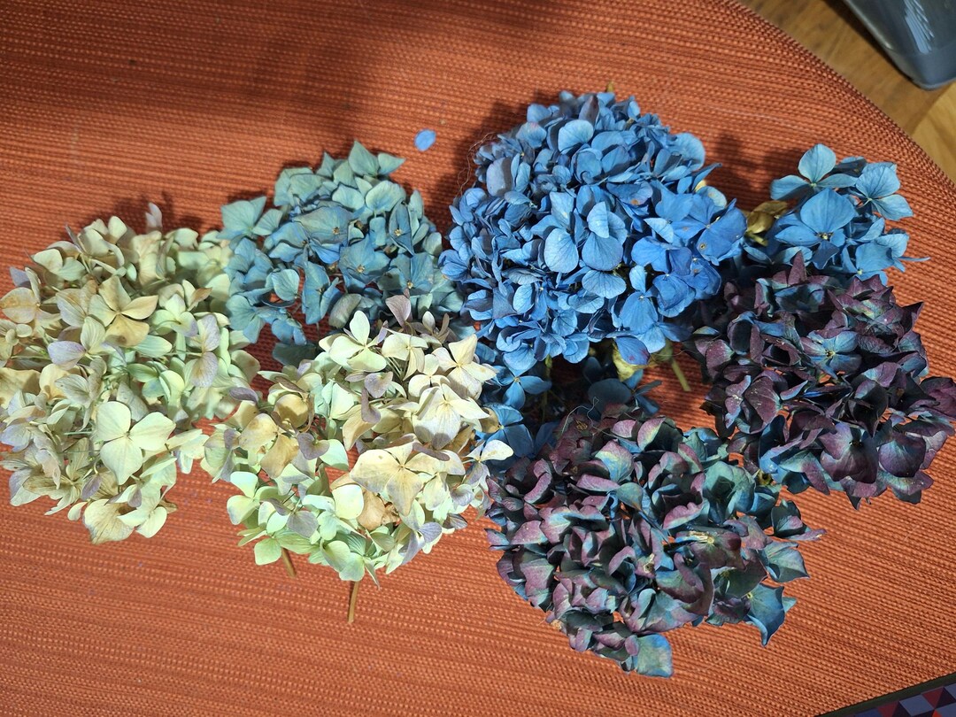 Dried Hydrangeas Blue, Green Purple, Organically Grown and Air Dried ...