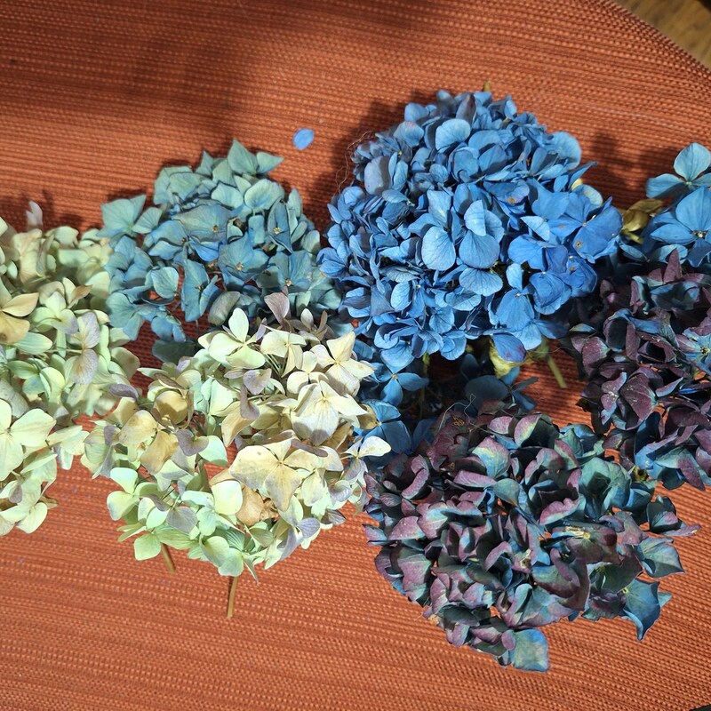 Dried Hydrangeas - Etsy