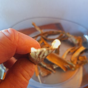 Devils Club Bark, Oplopanax Horridus Bark, Harvested From Organic ...