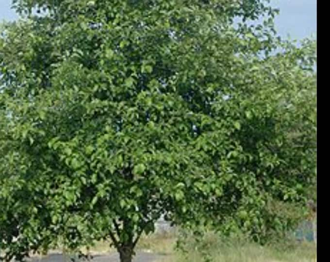 Red Alder Alnus Rubra 1-2 Year Sapling Organically Grown - Etsy