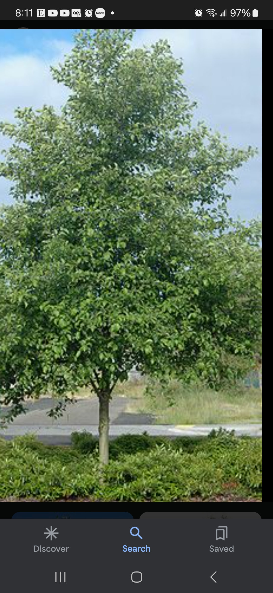 Red Alder Alnus Rurba Oregon Alder 1 Year Sapling - Etsy