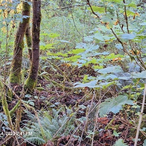 Devils Club Bark, Oplopanax Horridus Bark, Harvested From Organic ...