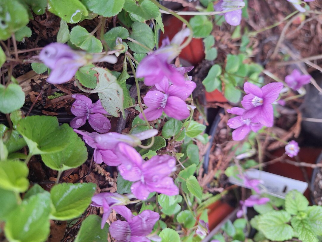 Pink Dog Violet Viola Riviniana European Violet - Etsy