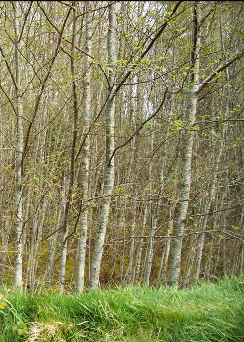 Red Alder Alnus Rurba Oregon Alder 1 Year Sapling - Etsy