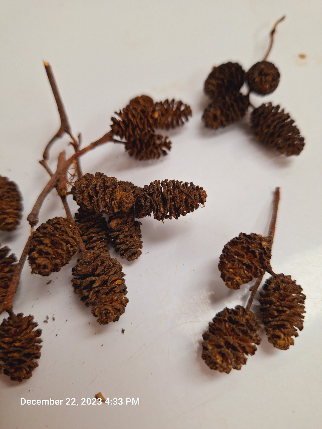 Red Alder Cones, Alnus Rubra, Oregon Alder 60 Cones, Organically Grown ...
