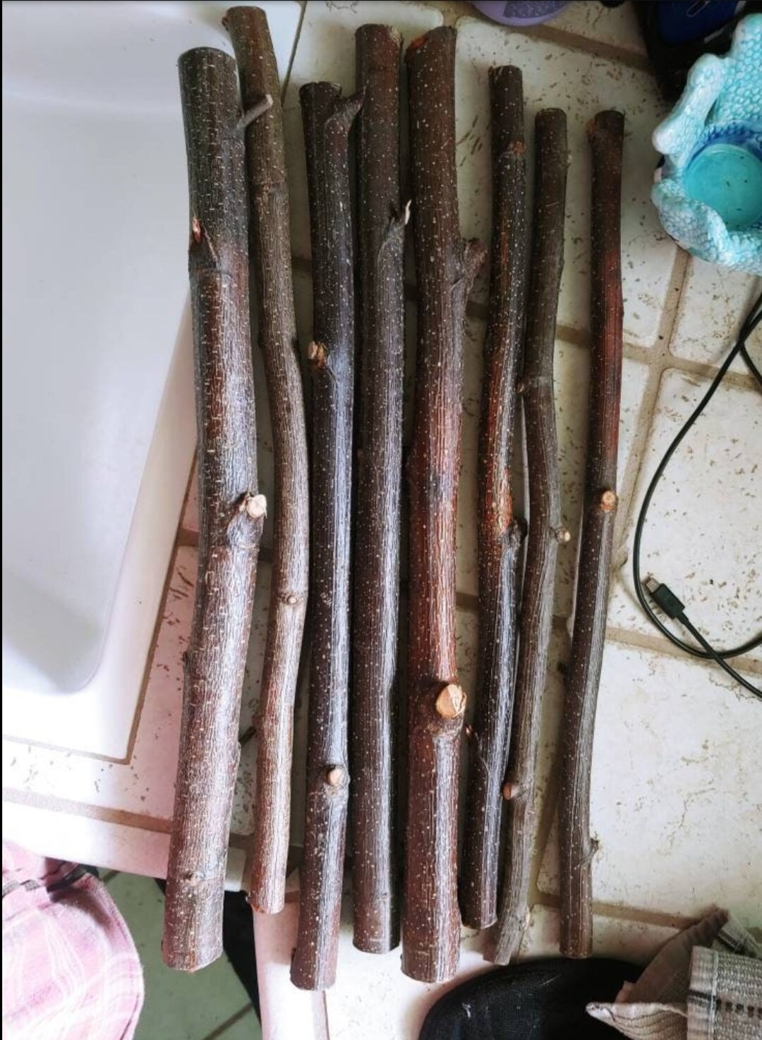 Alder Branches From Red Alder, Alnus Rubra, X7 14-18 Inches Long 1/2-1 ...