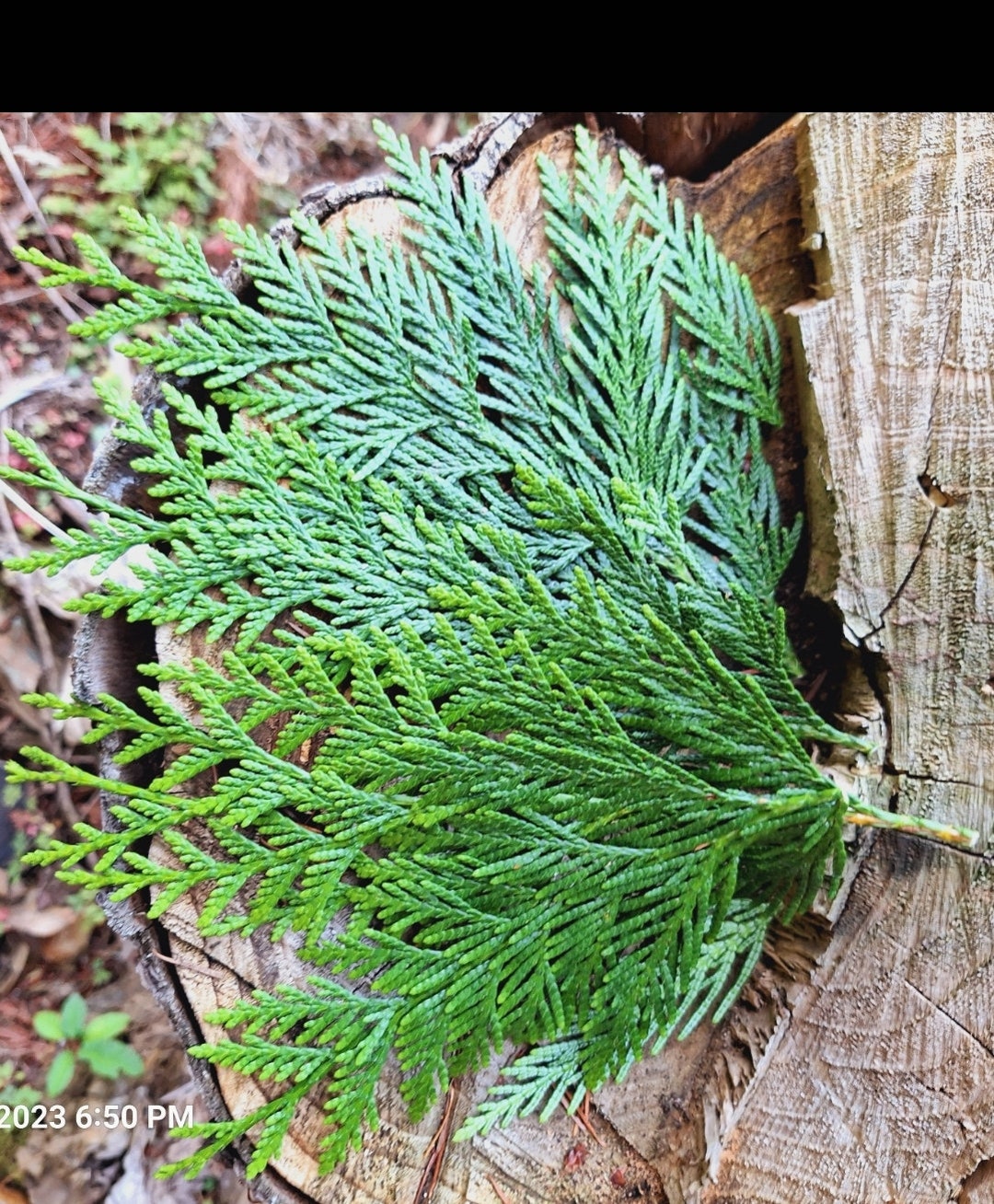 Western Red Cedar Branch Tips, 2, 8, or 16 Ounce Harvested per Order ...