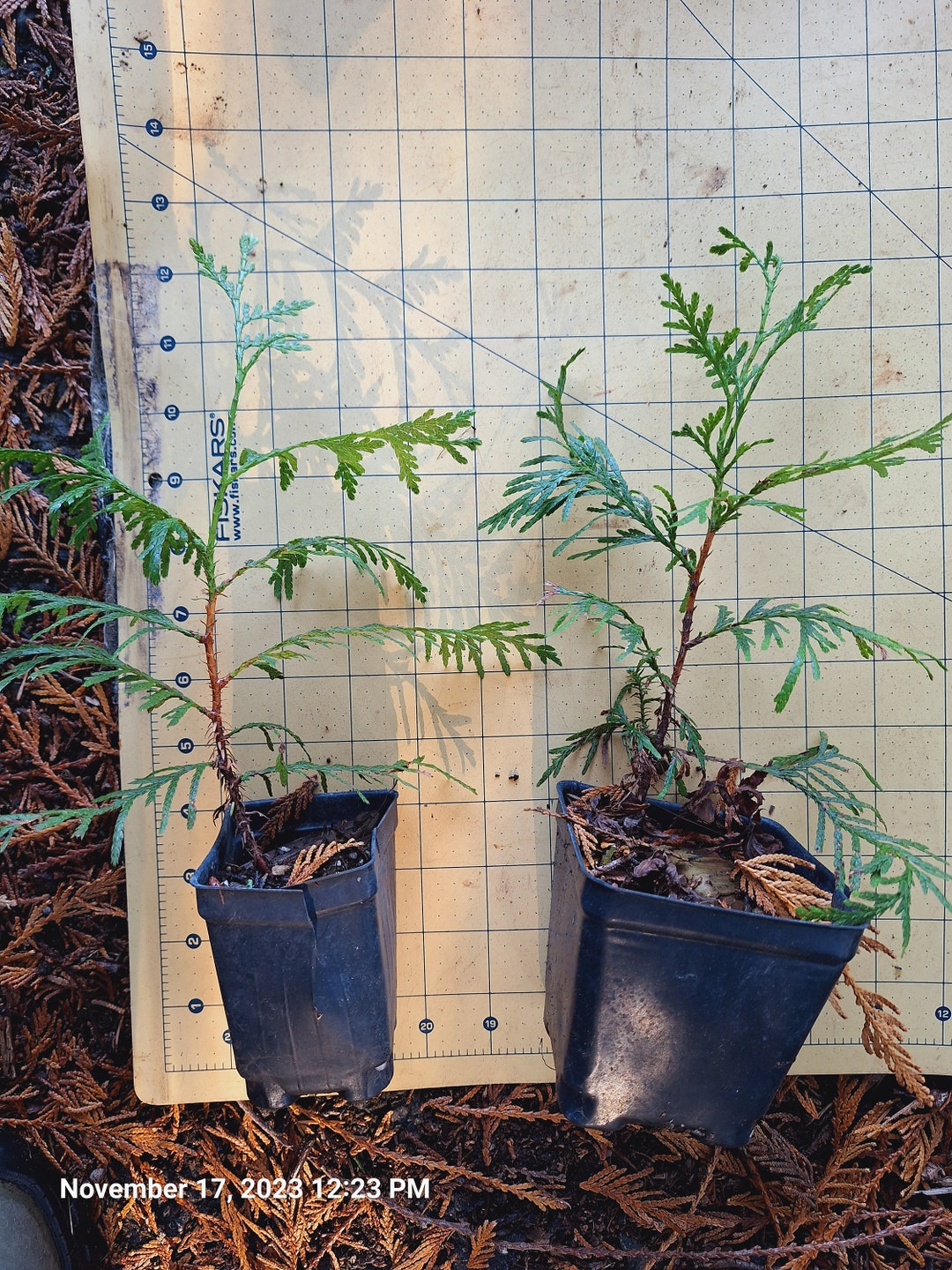 Western Red Cedar Saplings Self Seeded From Organic Hobby Farm - Etsy