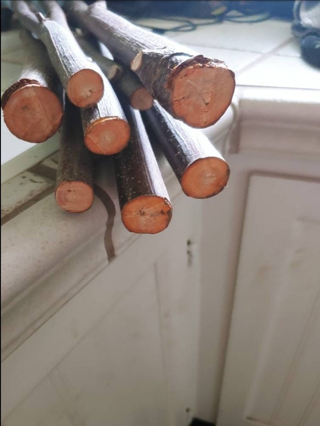 Alder Branches From Red Alder, Alnus Rubra, X7 14-18 Inches Long 1/2-1 ...