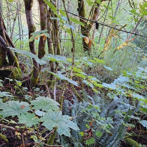 Devils Club Bark, Oplopanax Horridus Bark, Harvested From Organic ...