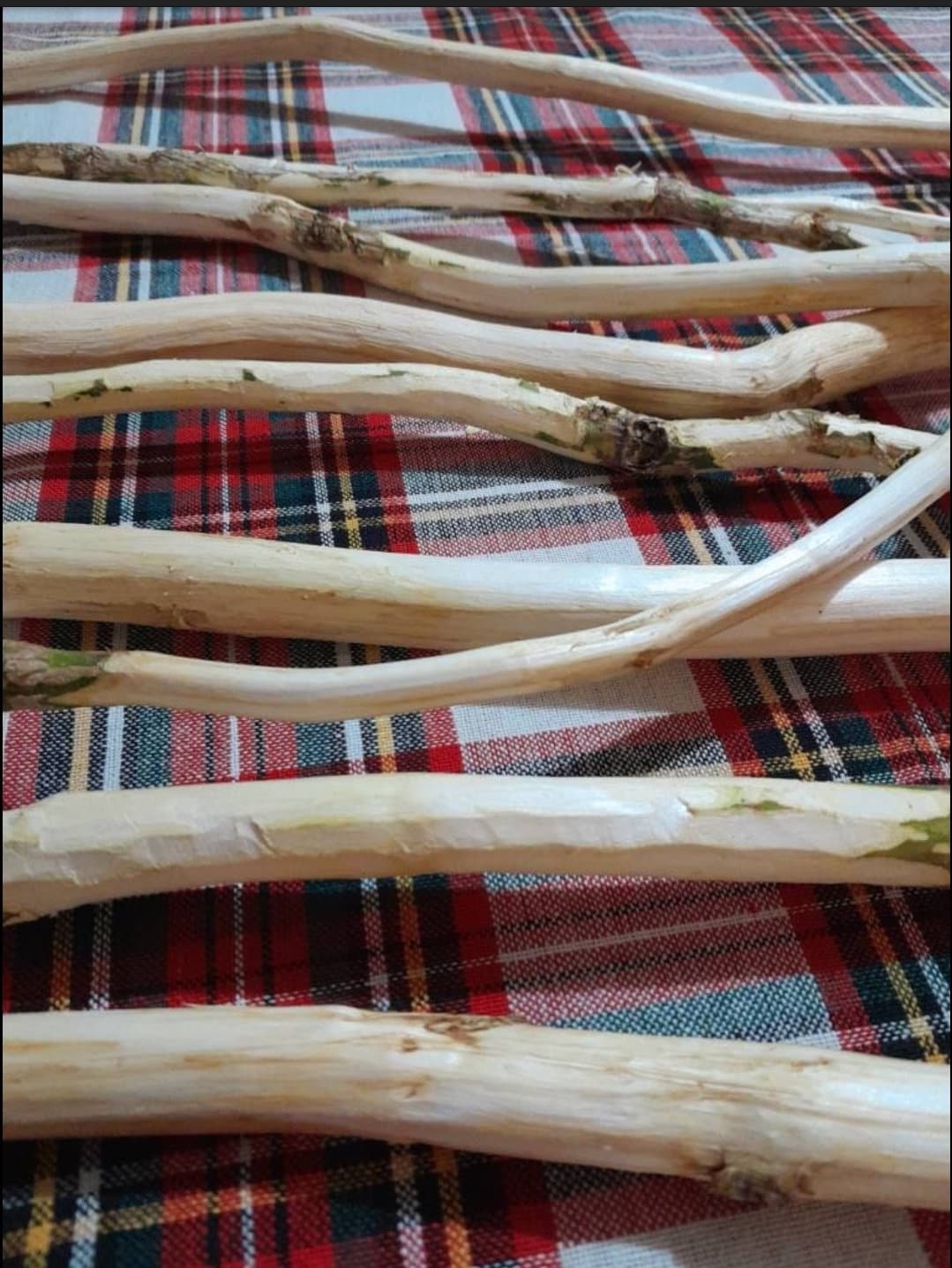 Devil's Club Sticks X3 Oplopanax Horridus, Heart Wood Bark Removed ...