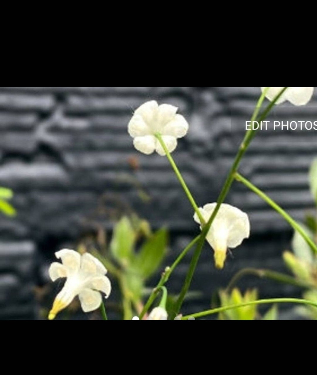Inside Out Flower Vancouveria Hexandra Live Plant Rhizome Rare, Unique ...