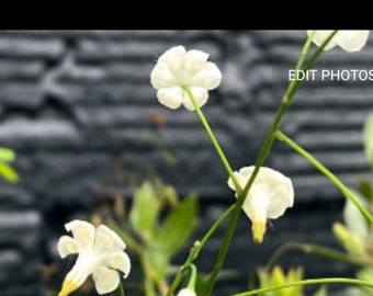 Inside Out Flower Vancouveria Hexandra Pnw Native Unusual Plant Organic ...