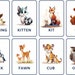 Baby Animal Flash Cards - 16 Unique Baby Animals -printable - Instant ...