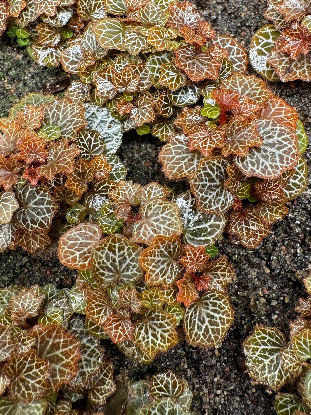 MICRO SAXIFRAGA STOLONIFERA - M. Strawberry Begonia (evergreen) - Etsy