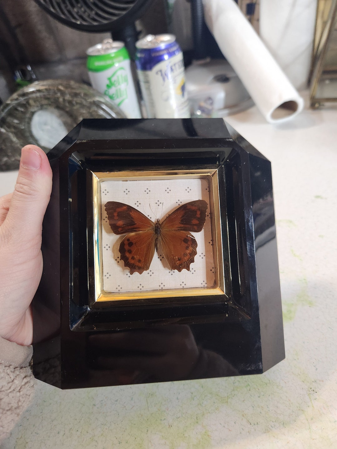 Real Butterfly Display Piece - Etsy